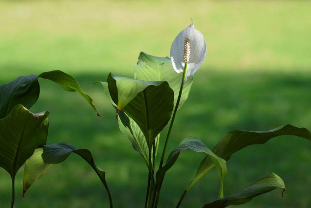 30 Stunning Peace Lily Varieties + Tips For Growing Them