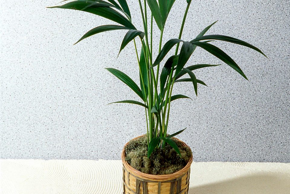25 Best Types Of Indoor Palm Trees To Improve Your Decor