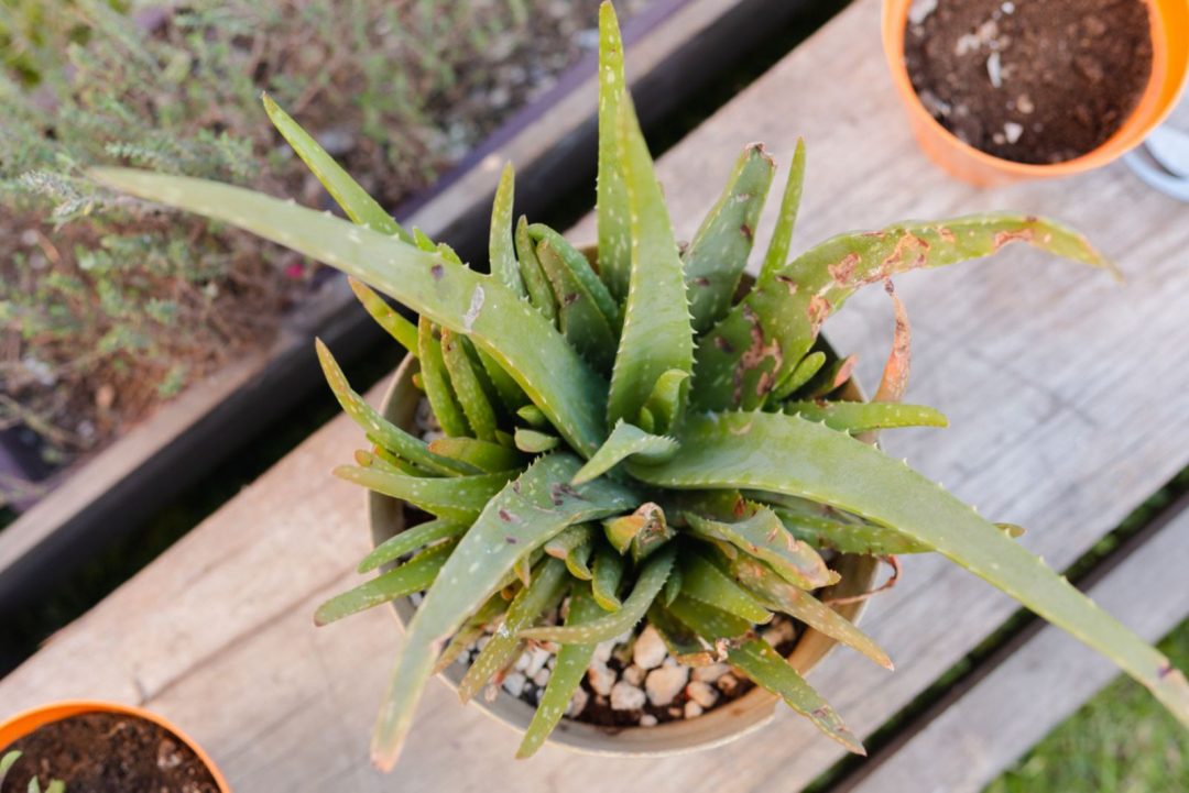All You Need To Know About Aloe Vera Temperature Tolerance