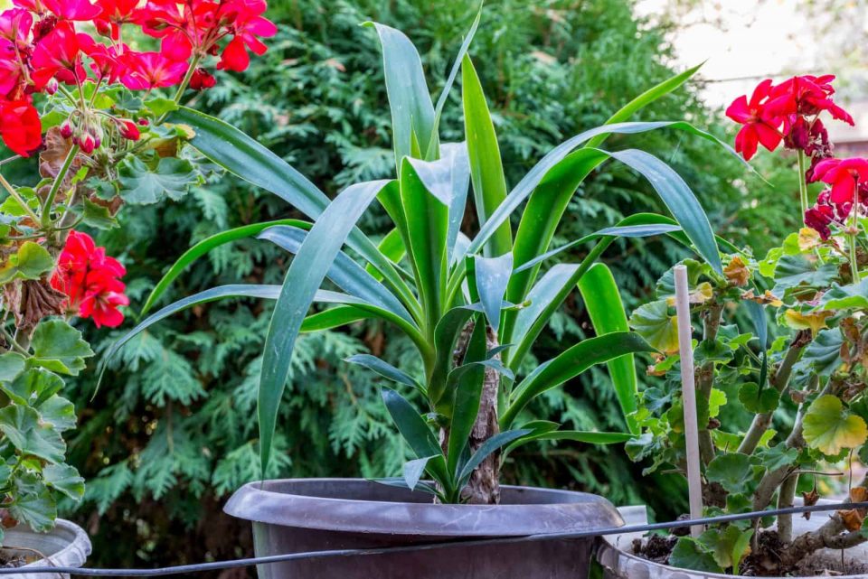 Spineless Yucca Care Guide + How To Solve Its Common Problems