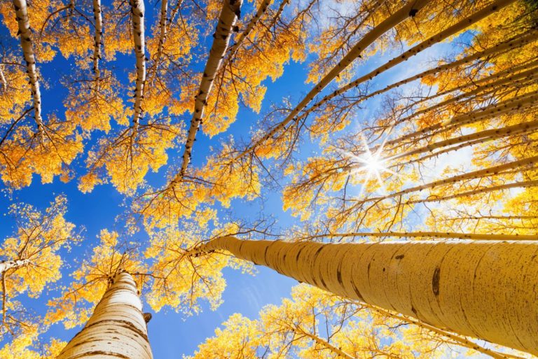25 Spiritual Trees And What They Symbolize Around The World