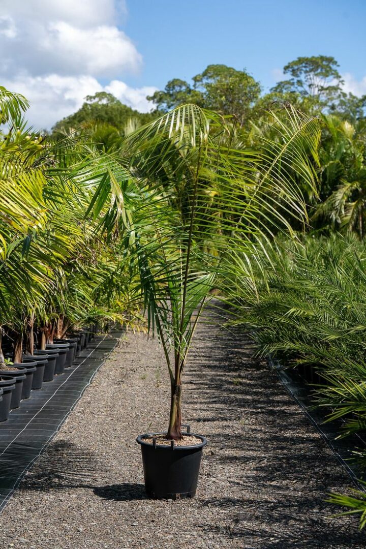 25 Best Types Of Indoor Palm Trees To Improve Your Decor