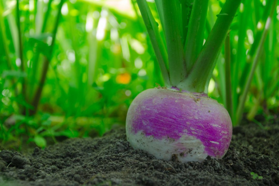 A List Of 27 Delicious Vegetables Grown Under The Ground