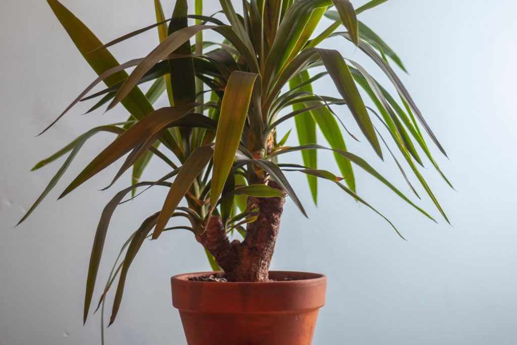 Spineless Yucca Care Guide + How To Solve Its Common Problems