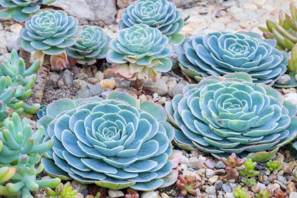 From Smallest To Tallest: How Big Do Succulents Get?