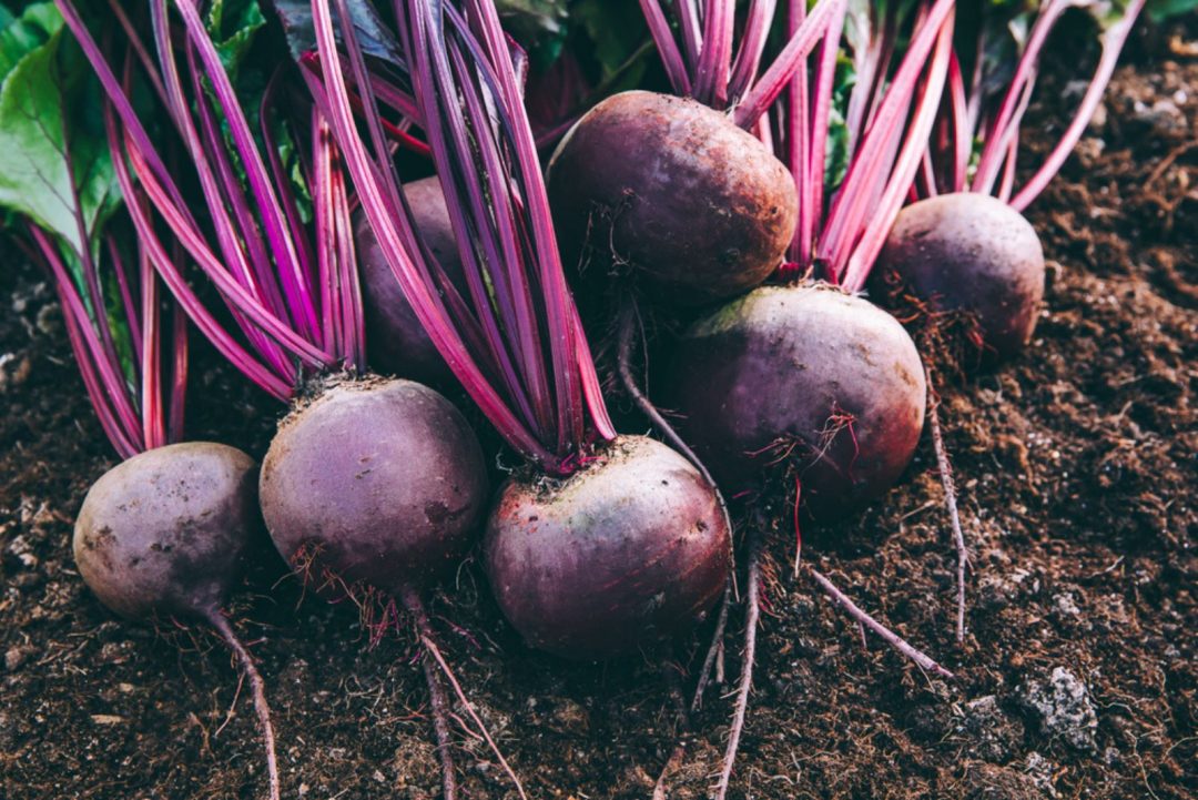 A List Of 27 Delicious Vegetables Grown Under The Ground