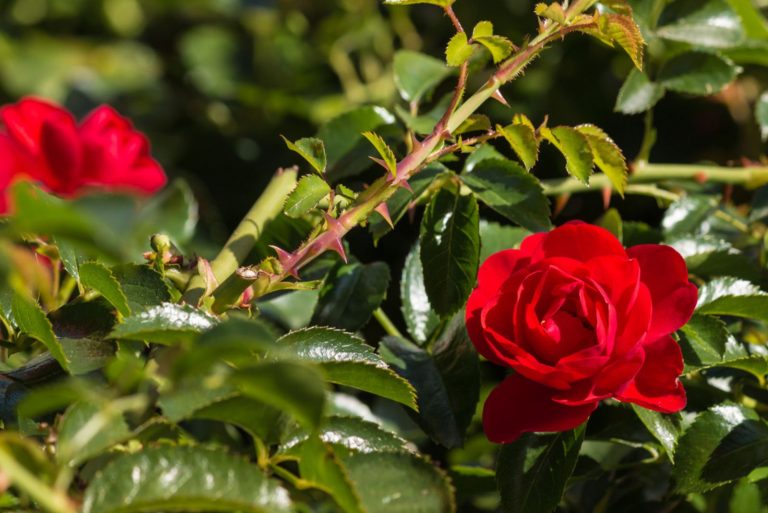 Why Do Roses Have Thorns? The Answer Might Surprise You!