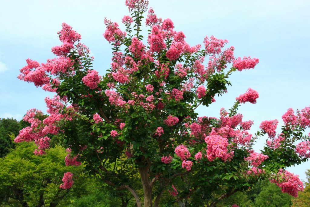 How To Transplant Crepe Myrtle In 8 Easy Steps