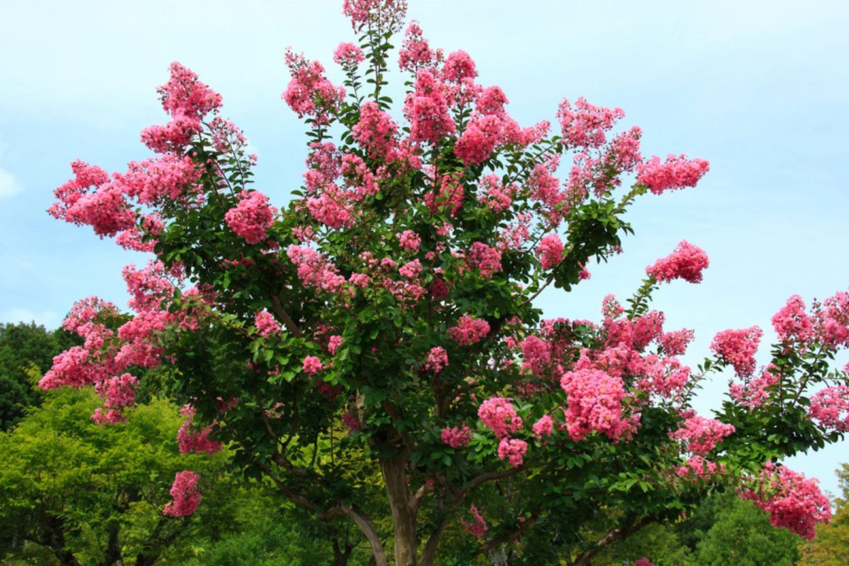 How To Transplant Crepe Myrtle In 8 Easy Steps