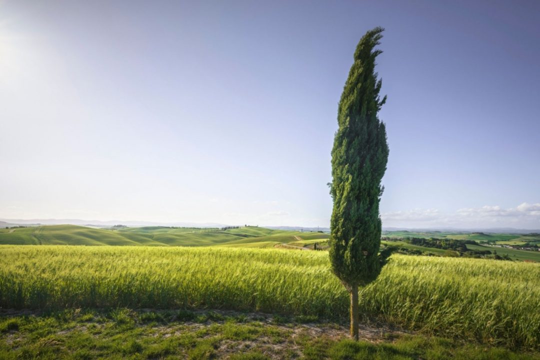 25 Spiritual Trees And What They Symbolize Around The World