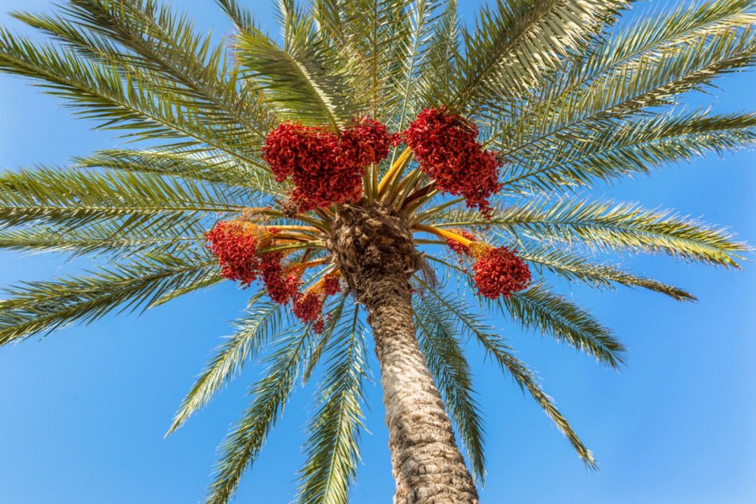 15 Unbelievable Palm Tree Facts You Probably Didn’t Know