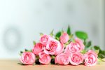 12 Interesting Facts About Roses That Will Blow Your Mind