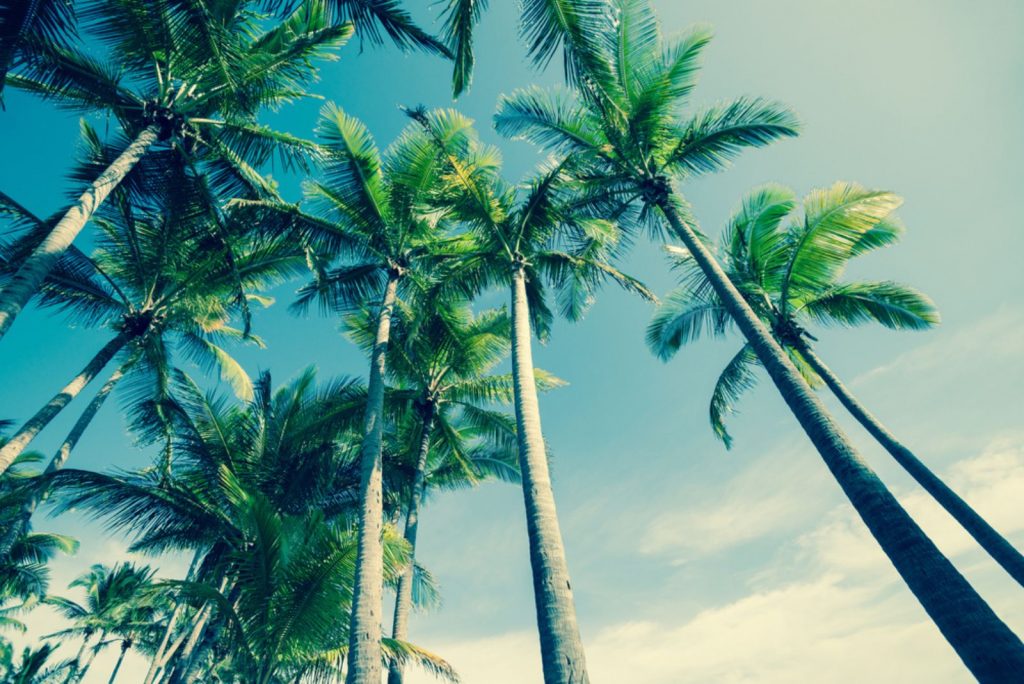 15 Unbelievable Palm Tree Facts You Probably Didn’t Know