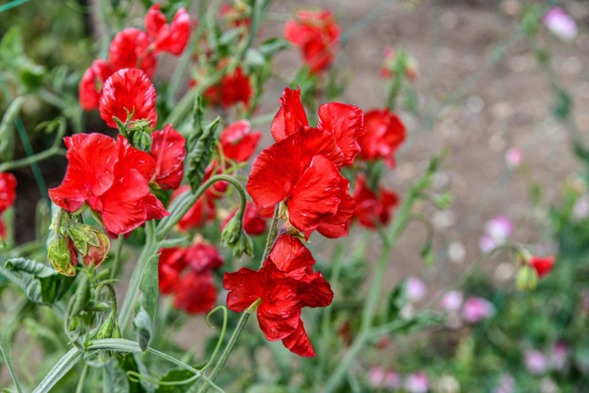 23 Gorgeous Red Flowers For Every Season