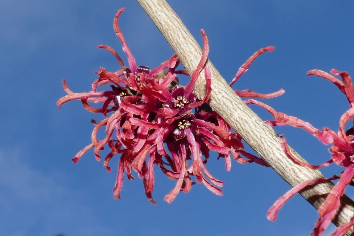 23 Gorgeous Red Flowers For Every Season