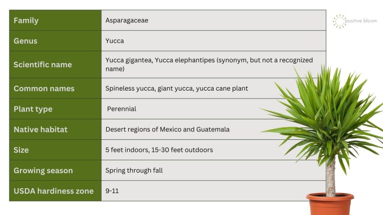 Spineless Yucca Care Guide + How To Solve Its Common Problems