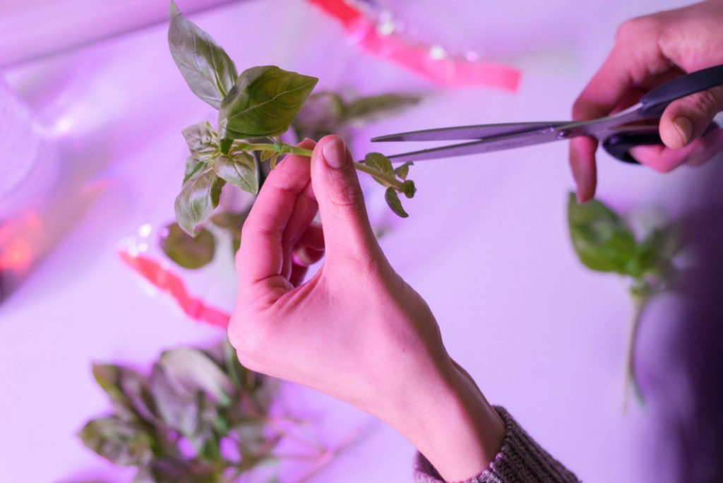 28 Plants And Herbs You Can Easily Propagate From Cuttings