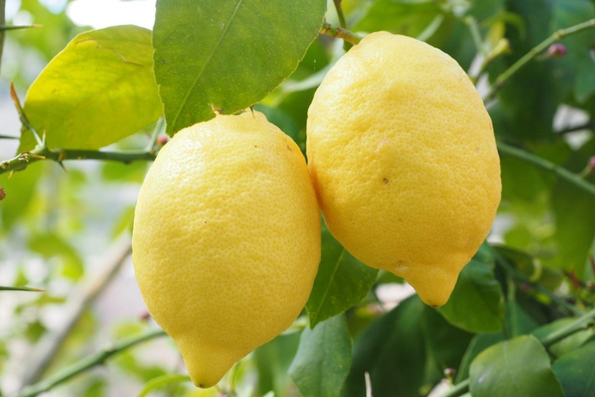 31 Best Lemon Varieties To Add To Your Orchard
