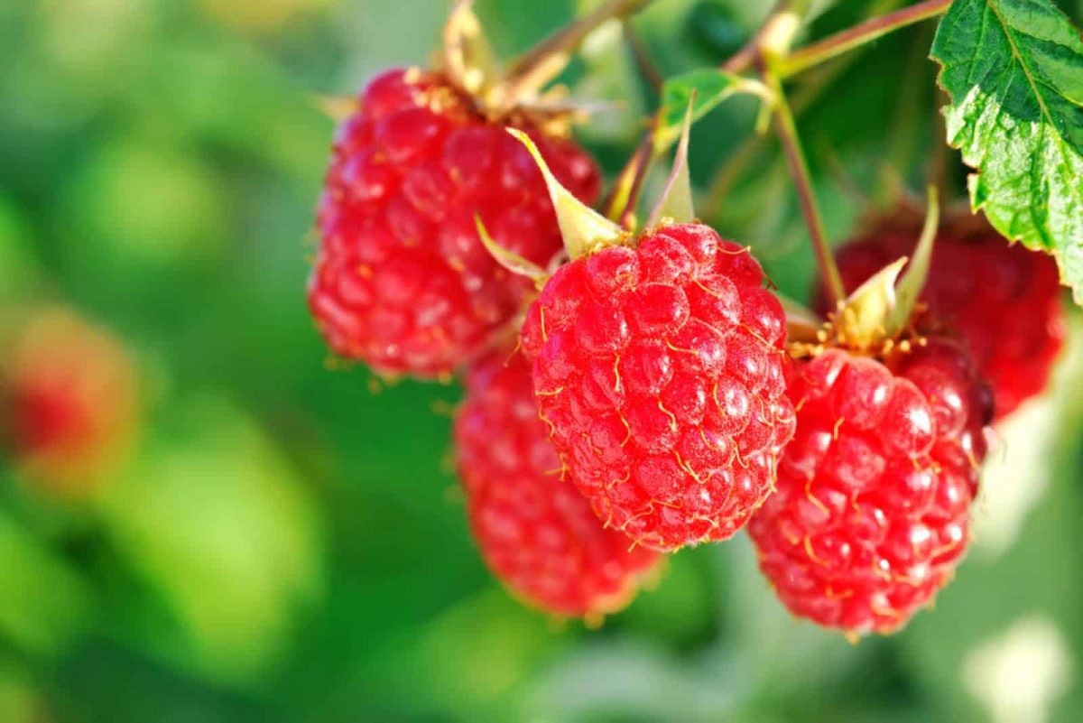 6 Tips For Starting New Raspberry Canes For A Bountiful Harvest