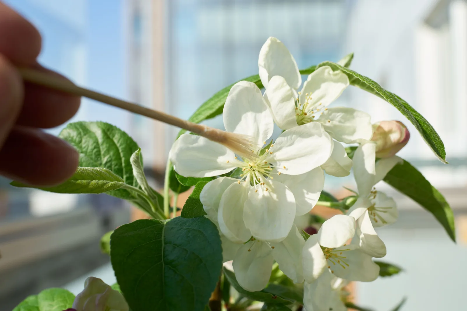 Maximize Your Yield By Hand Pollinating Fruits And Vegetables