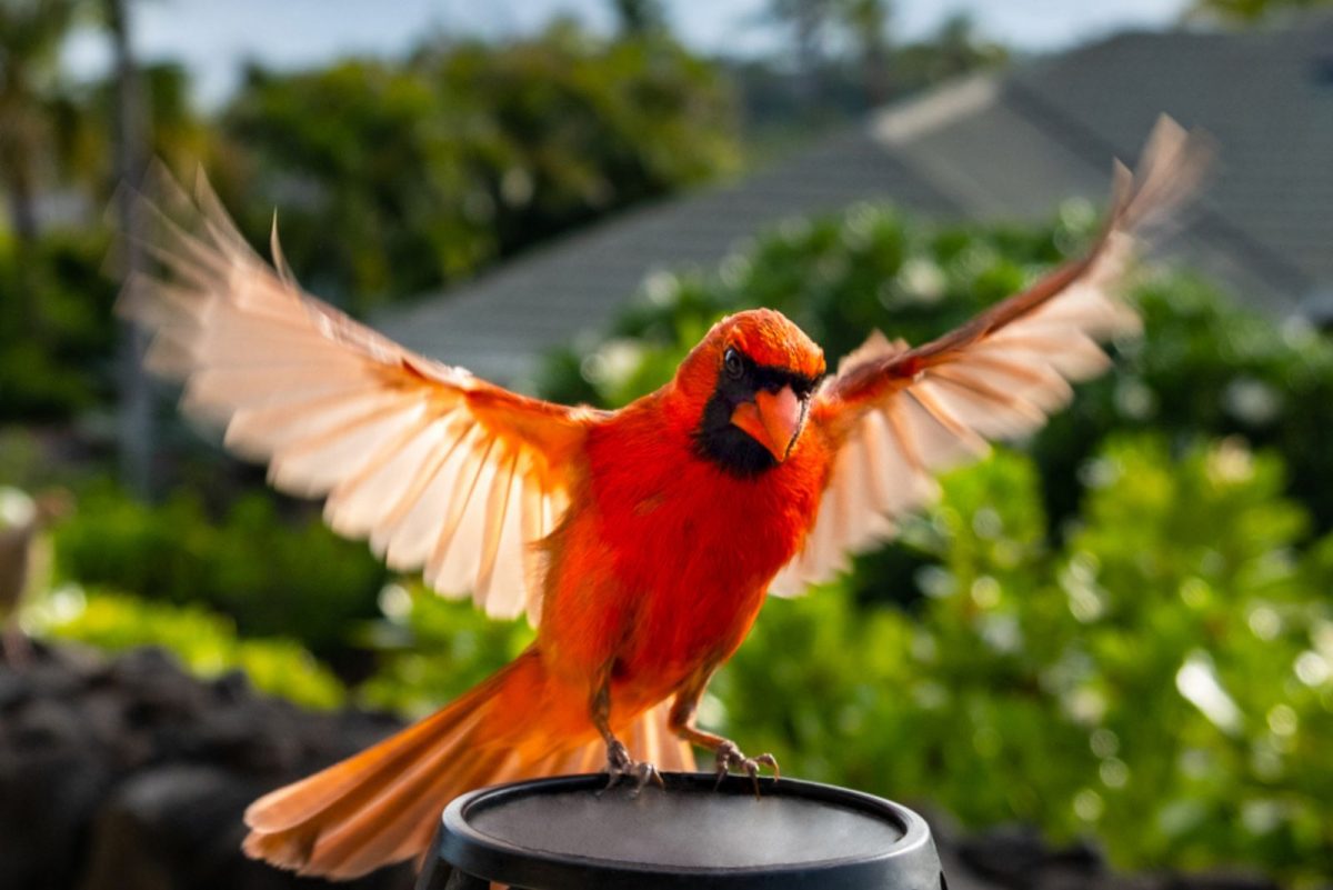 5 Tips for Attracting Cardinals To Your Backyard Haven
