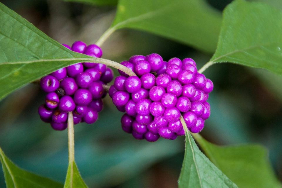 7 Reasons To Grow Beautyberries In Your Garden