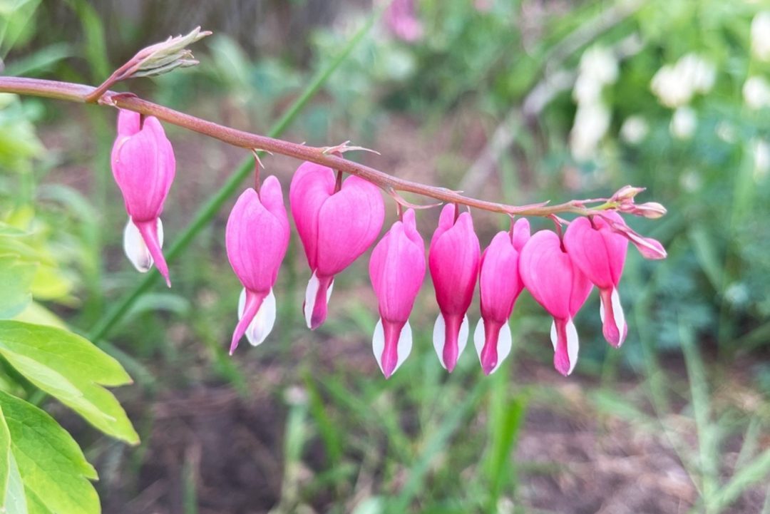 Unlocking The 7 Secrets Of Bleeding Heart Plant Care
