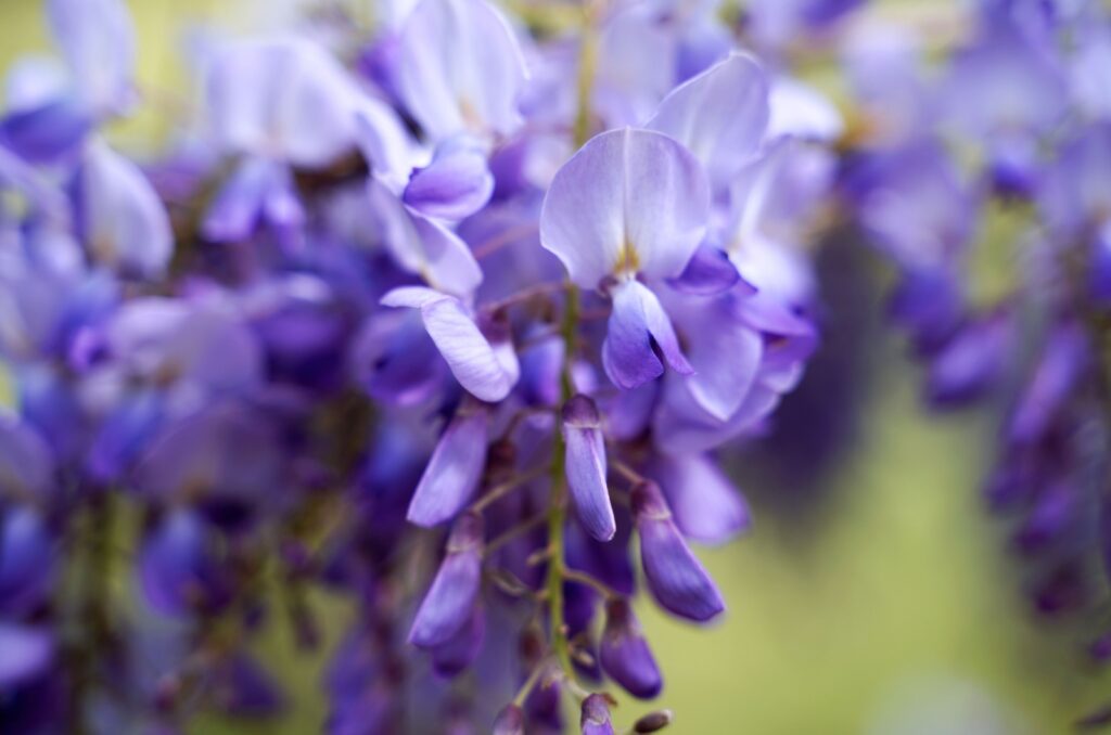 How To Grow Wisteria And Keep It Under Control