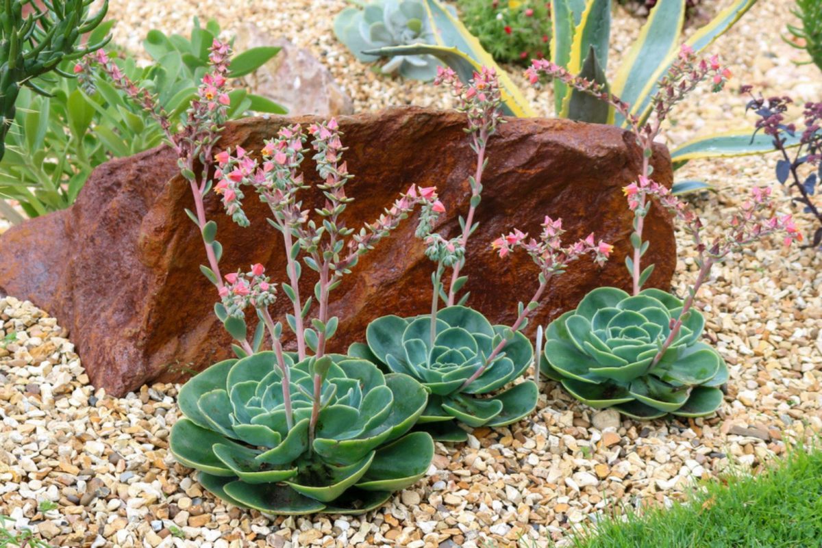 Check Out These Plants That Will Survive The Summer Heat