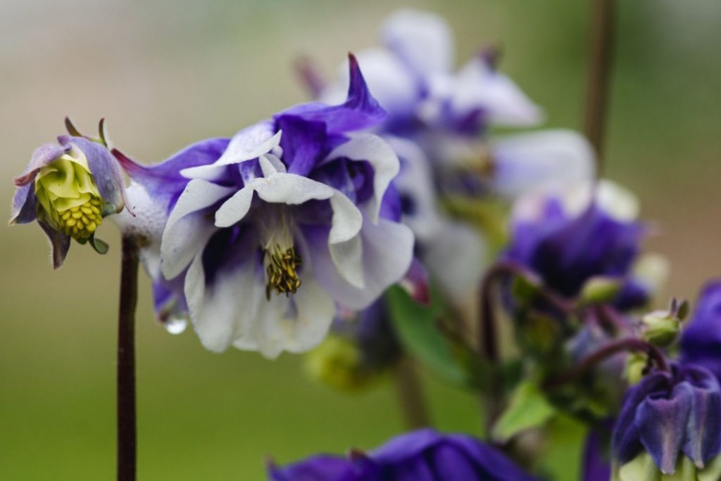 15 Iowa Native Plants That Can Spruce Up Your Garden