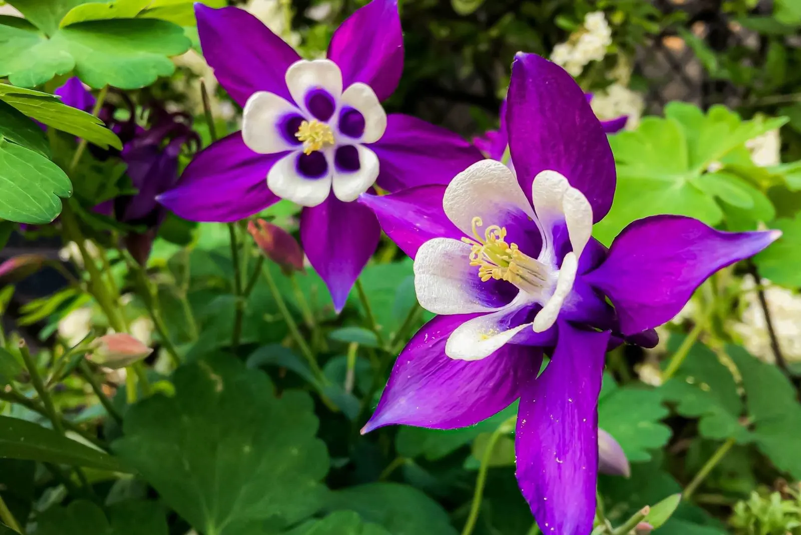10 Spectacular Plants That Grow Well Under Pine Trees