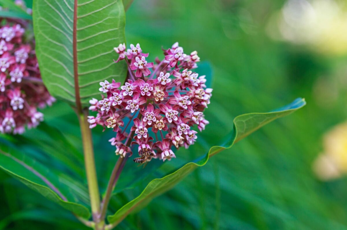 15 Iowa Native Plants That Can Spruce Up Your Garden