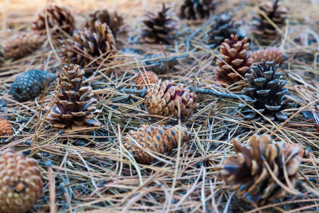 5 Unexpected Ways To Incorporate Pine Cones Into Your Garden