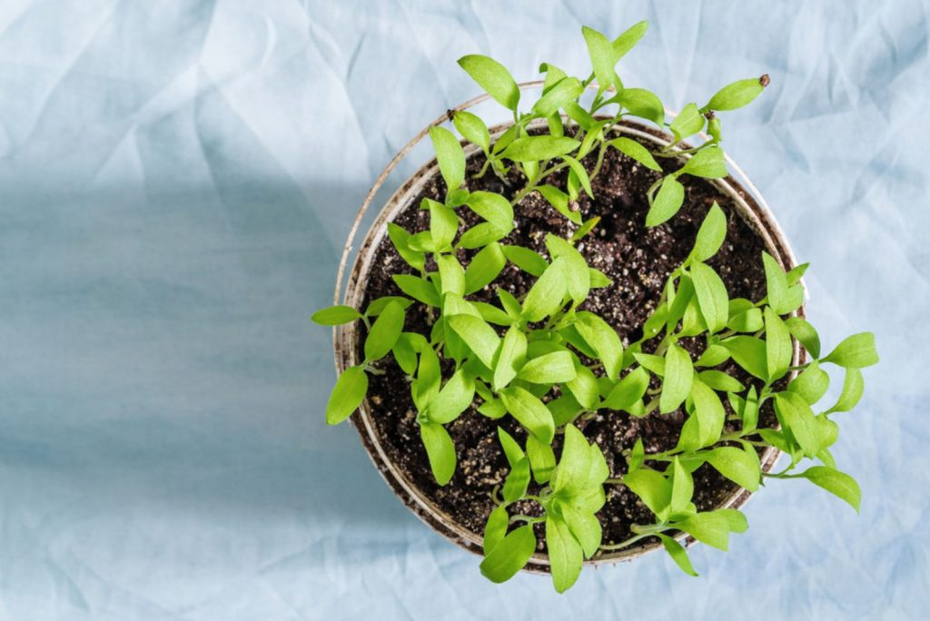 10 Types Of Food You Can Grow In Buckets All Year Long