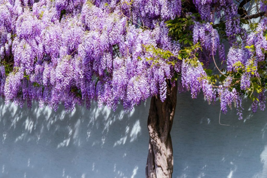 How To Grow Wisteria And Keep It Under Control