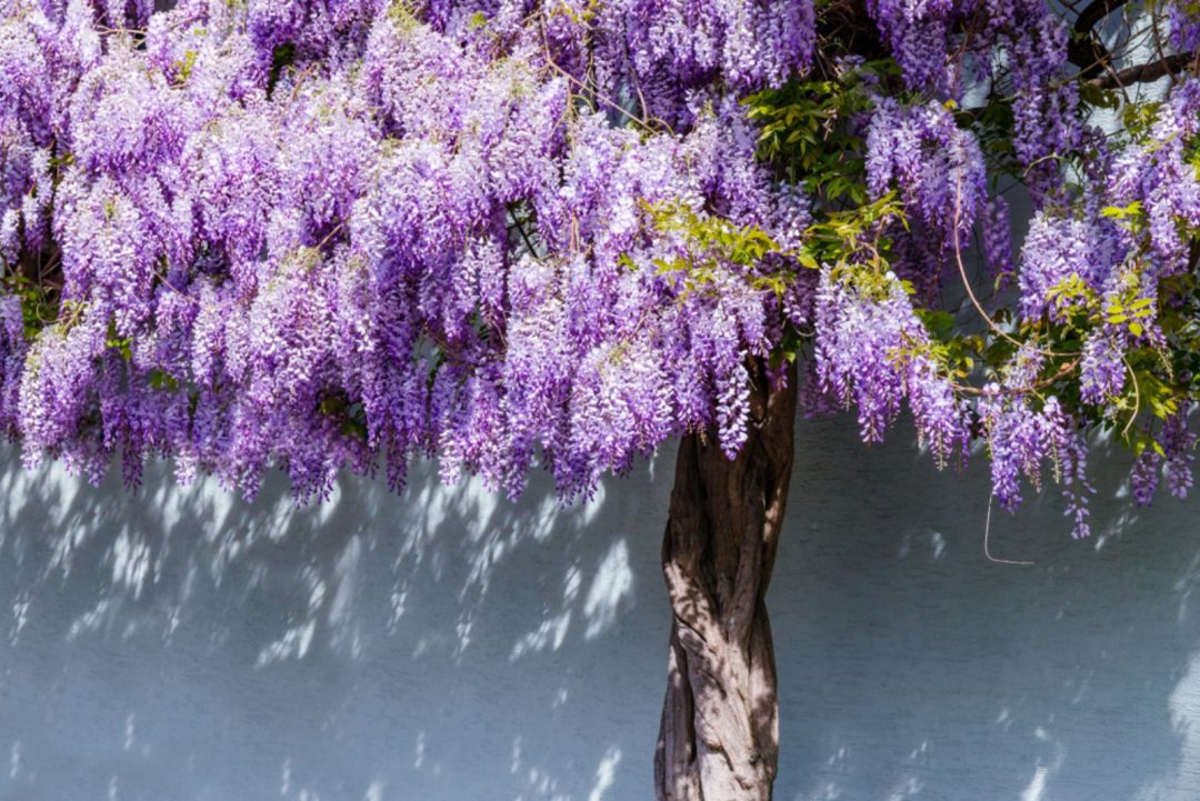 How To Grow Wisteria And Keep It Under Control