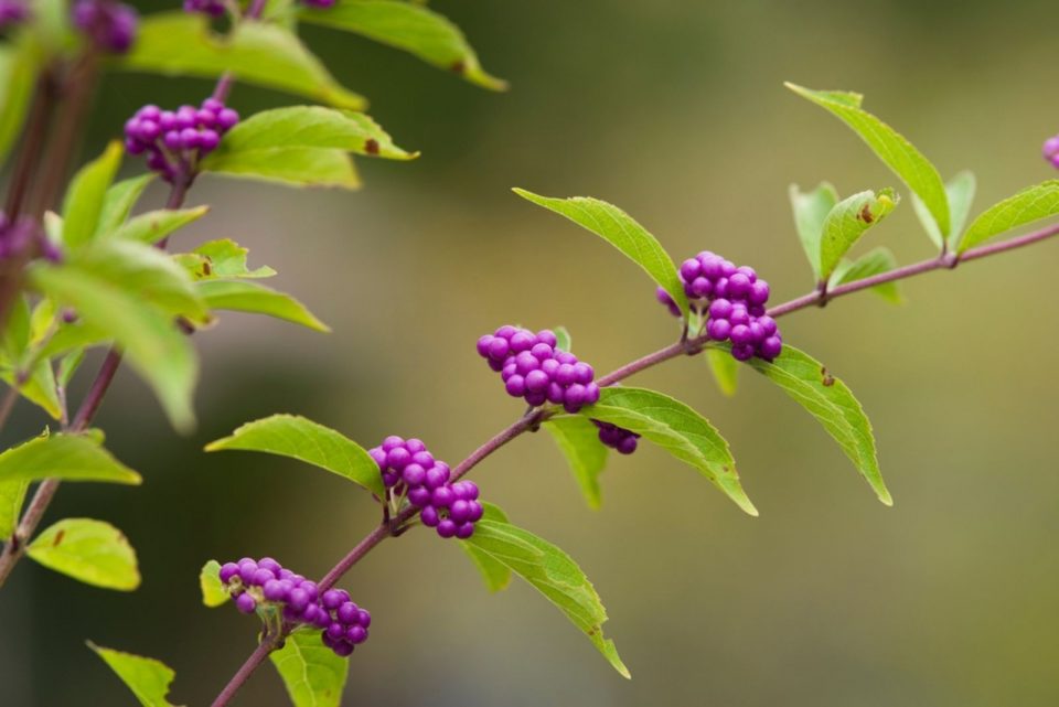 7 Reasons To Grow Beautyberries In Your Garden