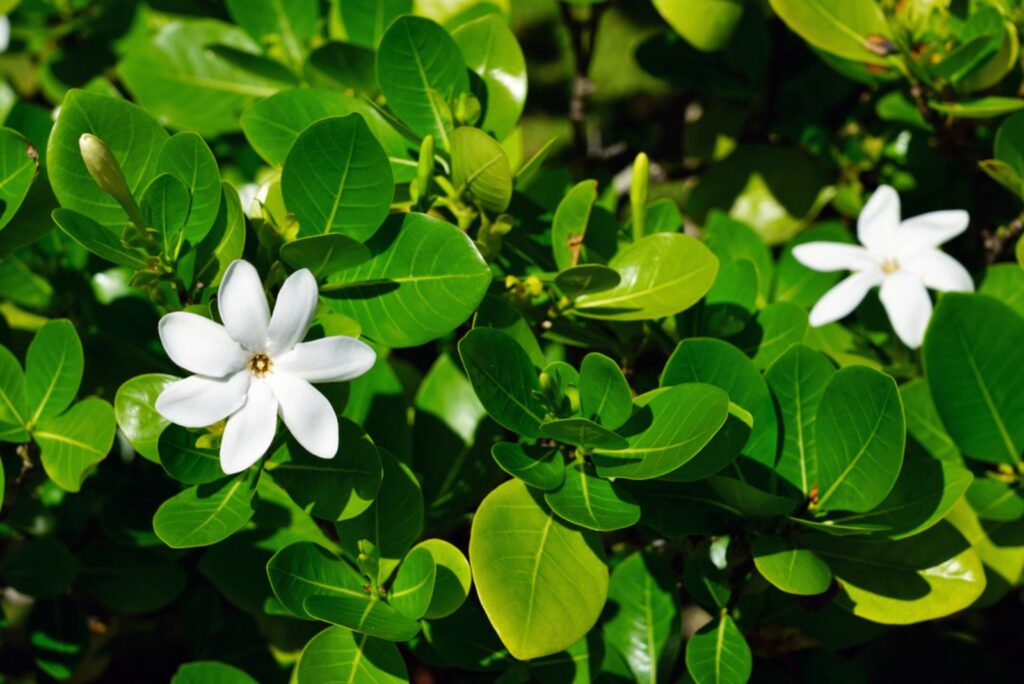 14 Bedroom Plants That Improve Sleep Quality And Treat Insomnia