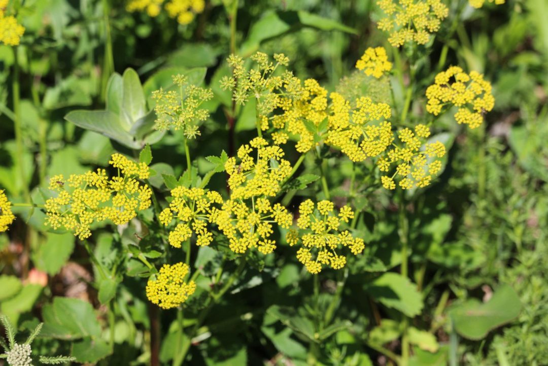 15 Iowa Native Plants That Can Spruce Up Your Garden