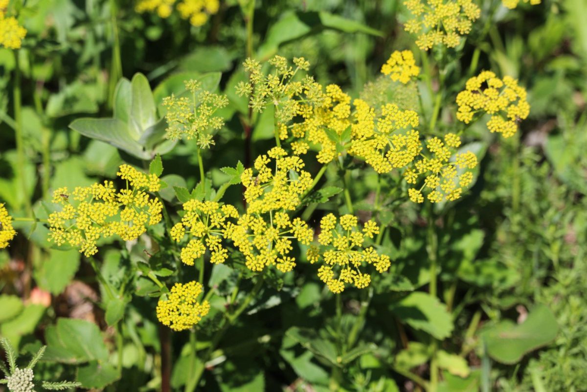 15 Iowa Native Plants That Can Spruce Up Your Garden
