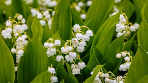 How To Grow Lily Of The Valley In Your Garden