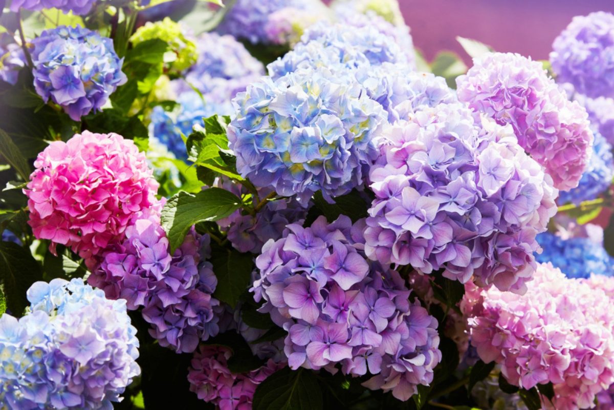 Get The Most Out Of Your Hydrangeas With These Fertilization Tips
