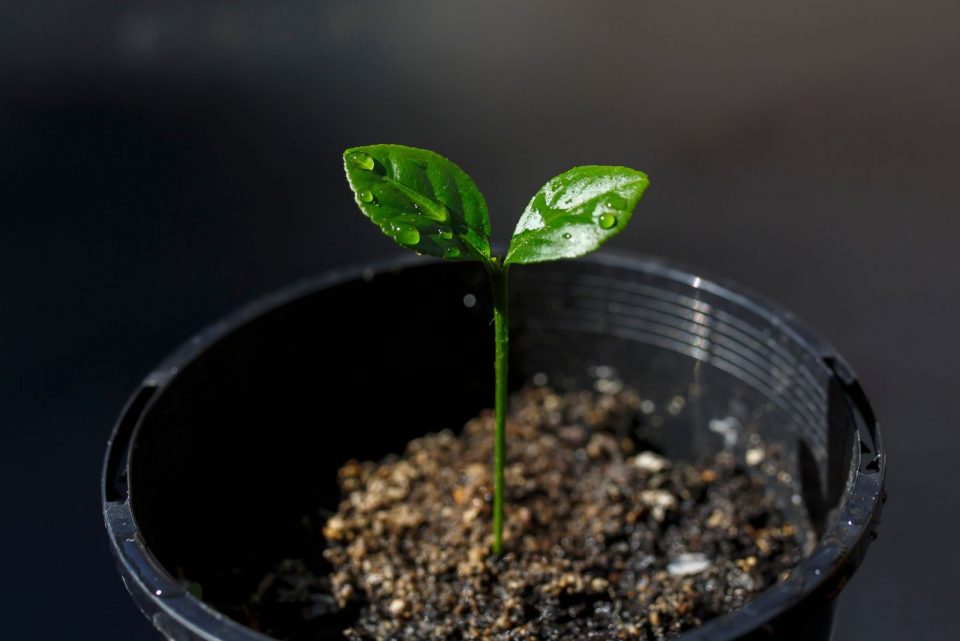 10 Tips For Planting A Lemon In A Cup And Freshening Up Your Home