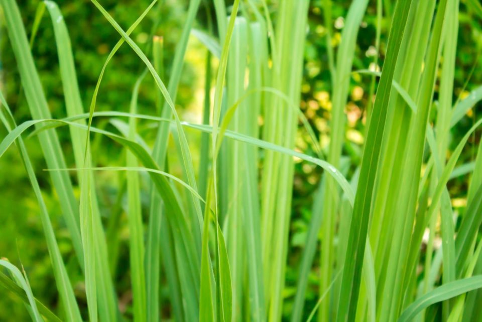 11 Compelling Reasons To Grow Lemongrass In Your Garden