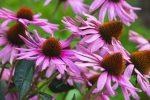 15 Iowa Native Plants That Can Spruce Up Your Garden