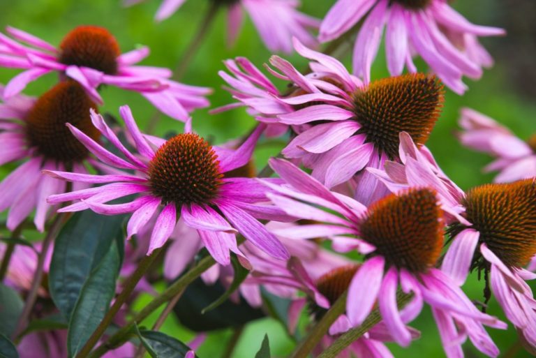 15 Iowa Native Plants That Can Spruce Up Your Garden
