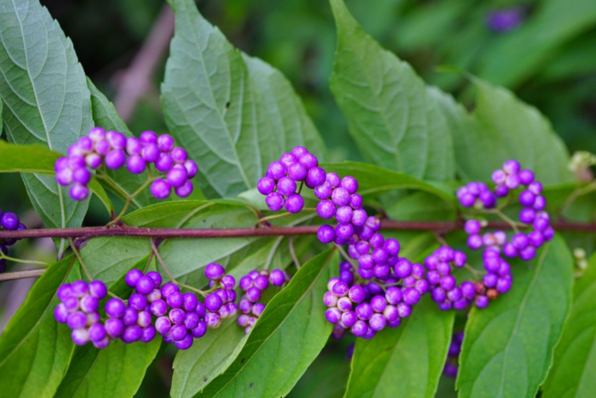 7 Reasons To Grow Beautyberries In Your Garden