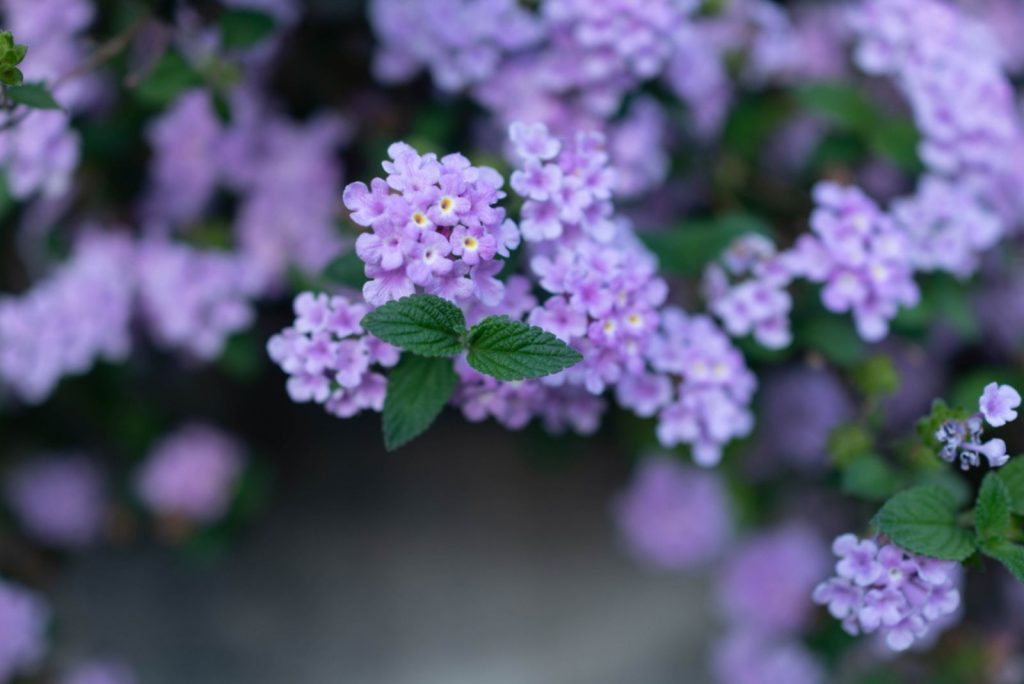 10 Powerful Weed-Eliminating Plants For A Flourishing Garden