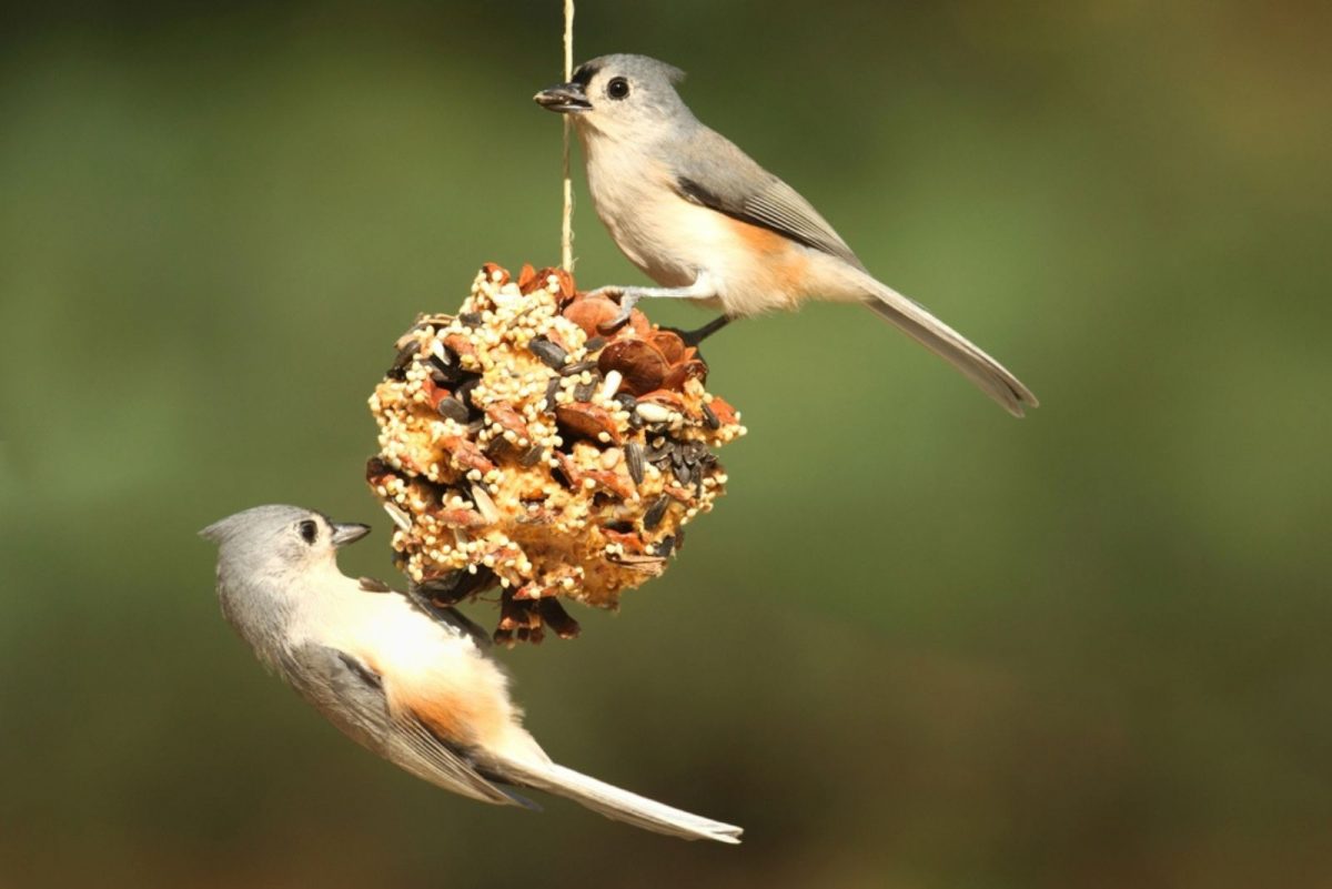 5 Unexpected Ways To Incorporate Pine Cones Into Your Garden