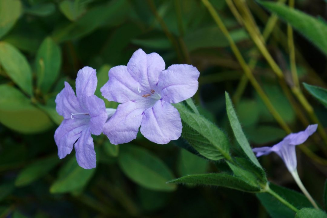 15 Iowa Native Plants That Can Spruce Up Your Garden